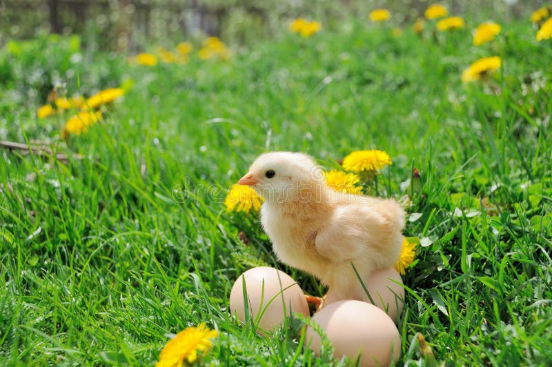 Little chicken. stock photo. Image of spring, chicken - 42336722