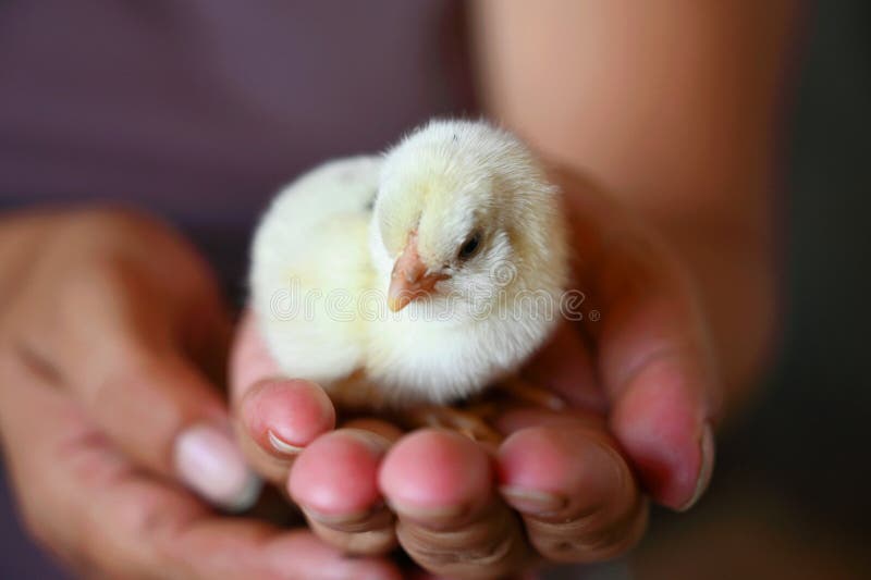 Little chicken in hand stock photo. Image of hand, waterfowl - 249477692