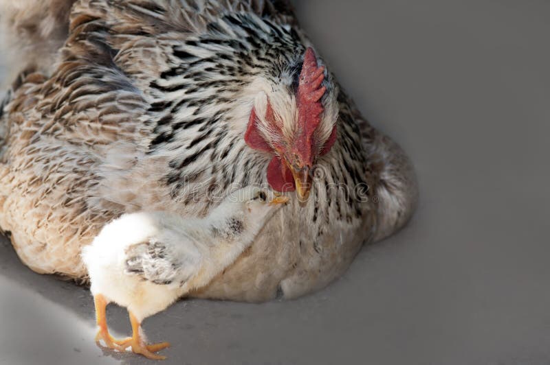 Little chicken with hen stock image. Image of blurry - 92725889