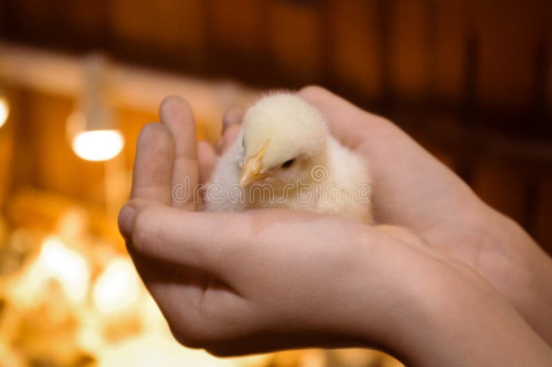 Little Chicken in His Hands Stock Photo - Image of bird, care: 63252194