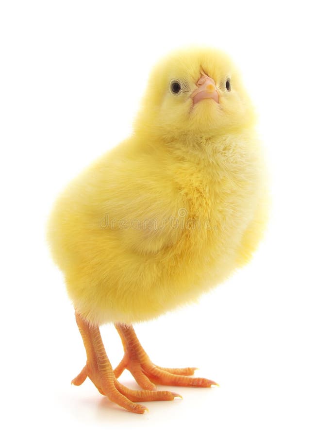 Little chicken isolated stock image. Image of little - 188407075