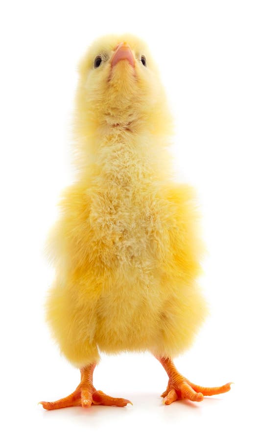 Little chicken isolated stock image. Image of little - 188407075