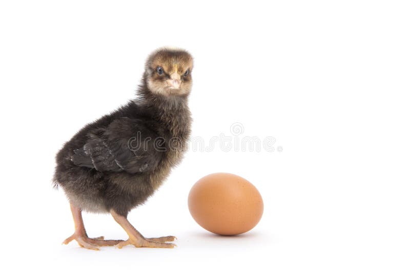 Little chicken stock photo. Image of yellow, born, chicken - 262894676