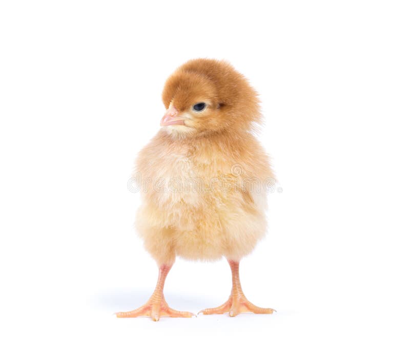 Little chicken stock photo. Image of chicks, young, spring - 263391162