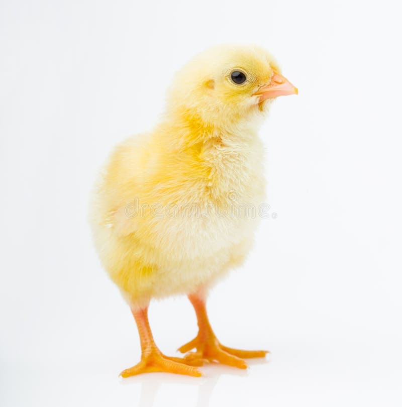 Little chicken stock photo. Image of voorjaar, animals - 23368096