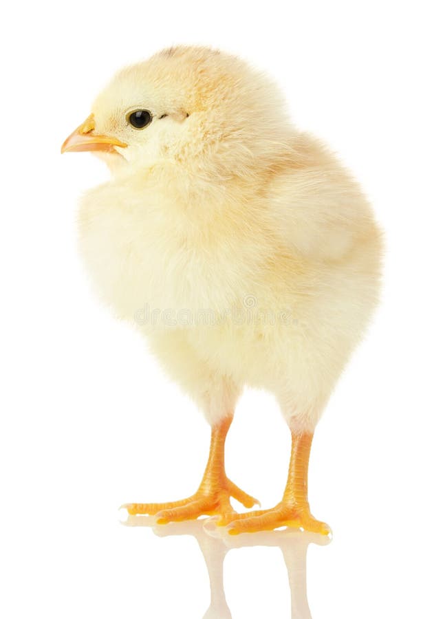 Adorable Baby Chick Chicken on White Background Stock Photo - Image of ...