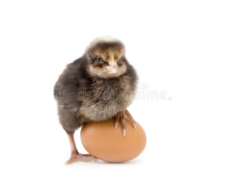 Little chicken stock image. Image of chicks, fluffy - 263391187
