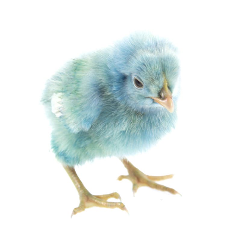 Little chicken stock image. Image of soft, adorable, small - 48179417