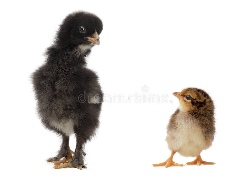 181 Adolescent Chicken Stock Photos - Free & Royalty-Free Stock Photos ...