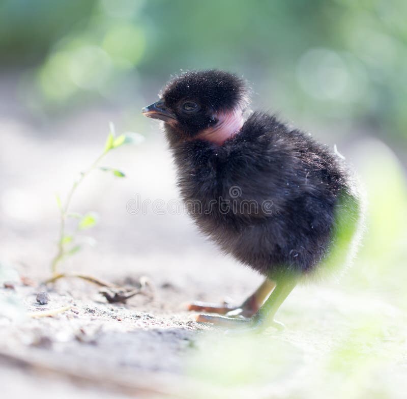 Little Chicken on the Nature Stock Photo - Image of chicken, young ...