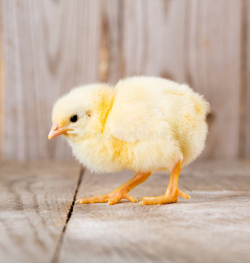 Little chicken stock image. Image of creature, animals - 39665635