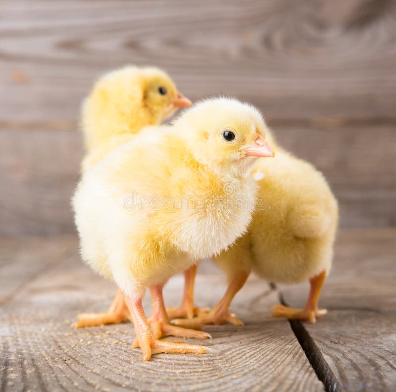 Little chicken stock image. Image of studio, life, eggs - 39665215