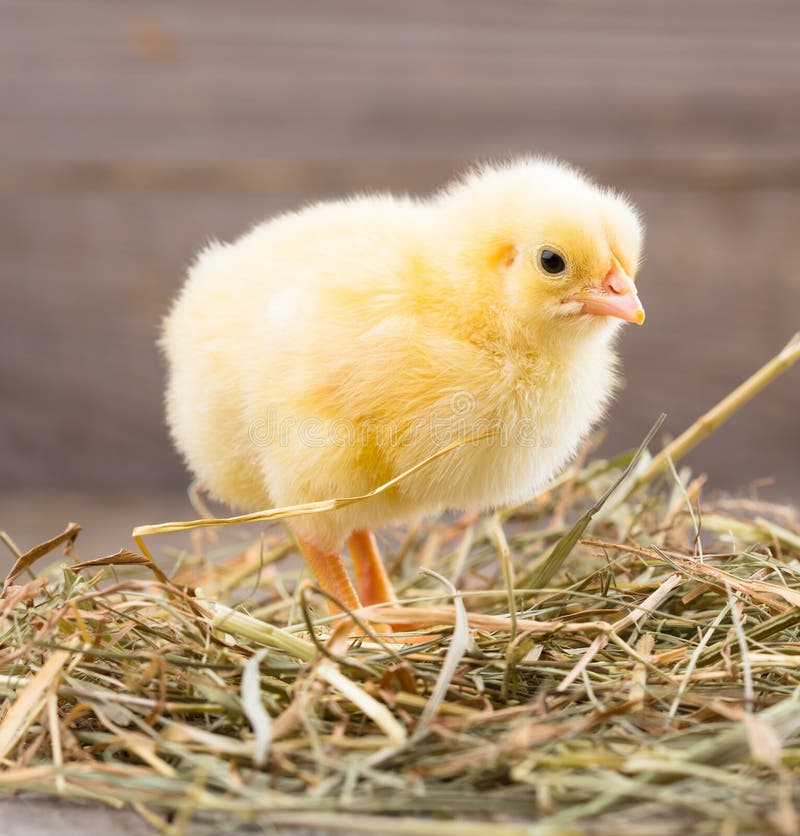Little chicken stock image. Image of creature, animals - 39665635
