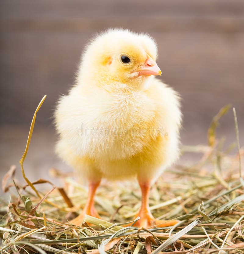 Rooster and hen stock image. Image of domestic, feeding - 5275011