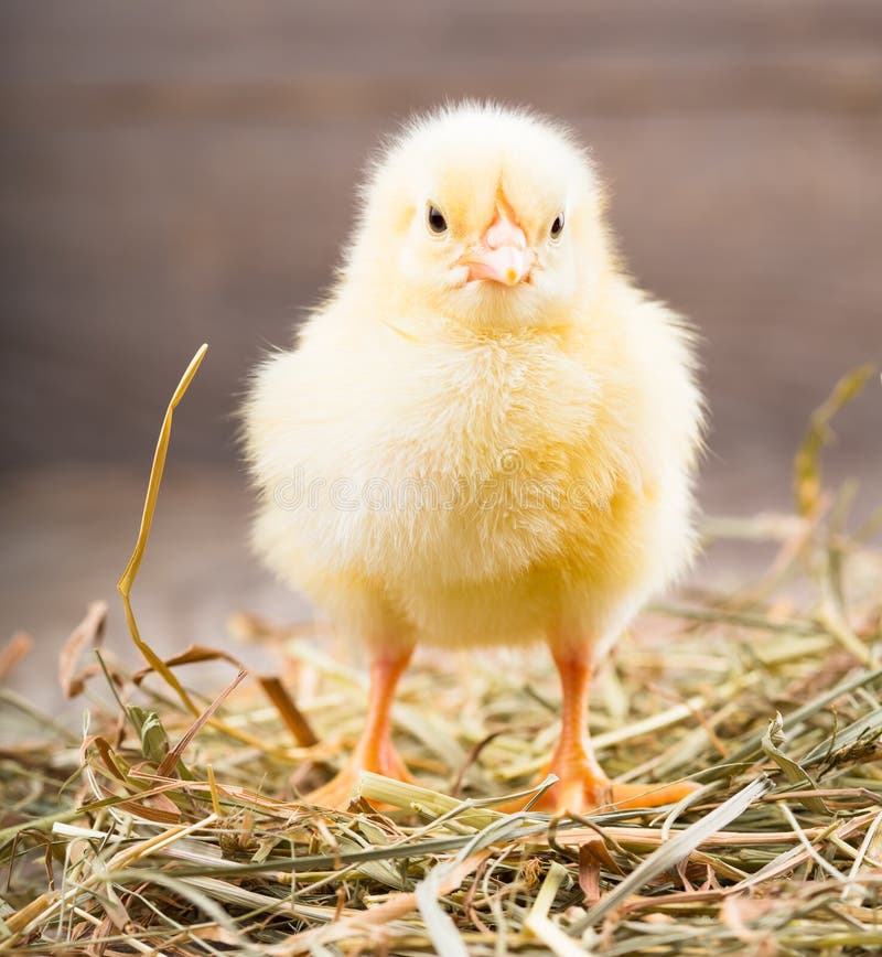 Little chicken stock image. Image of spring, animal, yellow - 39665455
