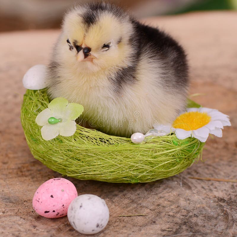 Little Chicken in the Nest. Easter Stock Photo - Image of agriculture ...