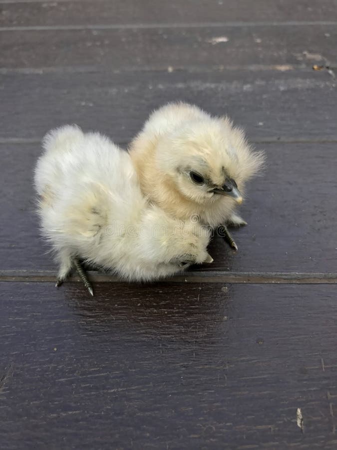 Little chicken stock image. Image of life, cute, basket - 97684761