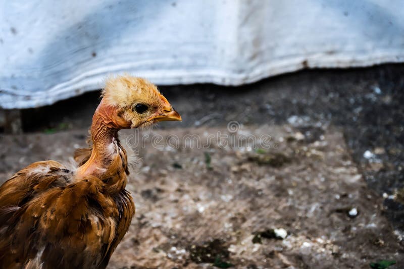 Little chicken stock photo. Image of creature, portrait - 269524518