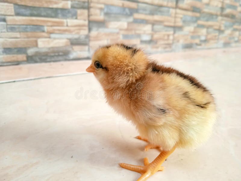 Little chicken stand alone stock image. Image of duck - 243700393