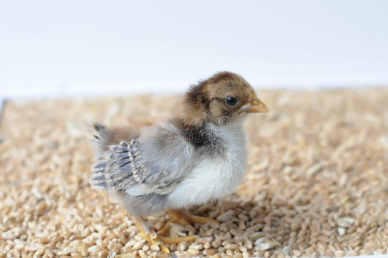 Little chicken stock image. Image of grain, newlife, nature - 53627591