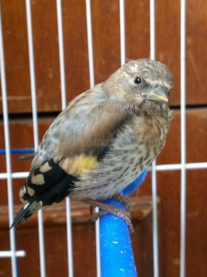 Little chicken Thy thrush stock image. Image of real - 121286601