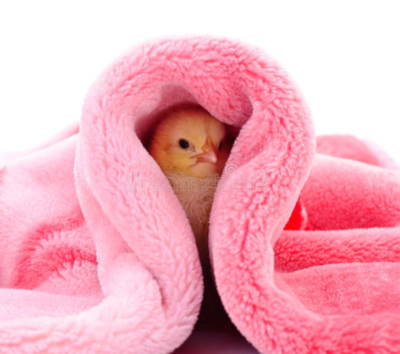 Little Chicken Under a Blanket Stock Image - Image of cute, domestic ...