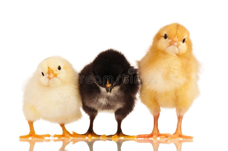 Three Cute Baby Chickens Chicks Stock Image - Image of soft, standing ...