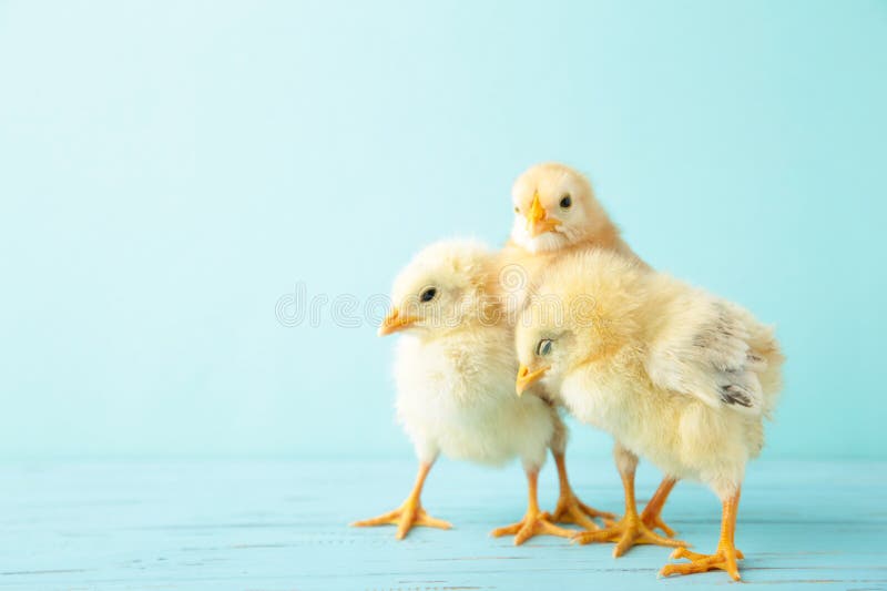 Little Chickens on Blue Background with Copy Space. Top View Stock ...