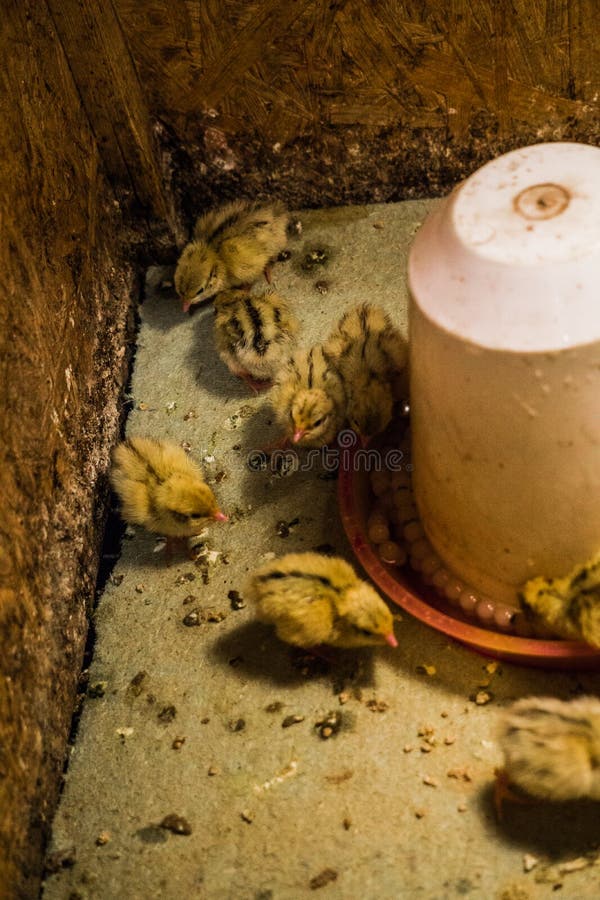 Little Chickens Hatched Quail in a Box Stock Photo - Image of small ...