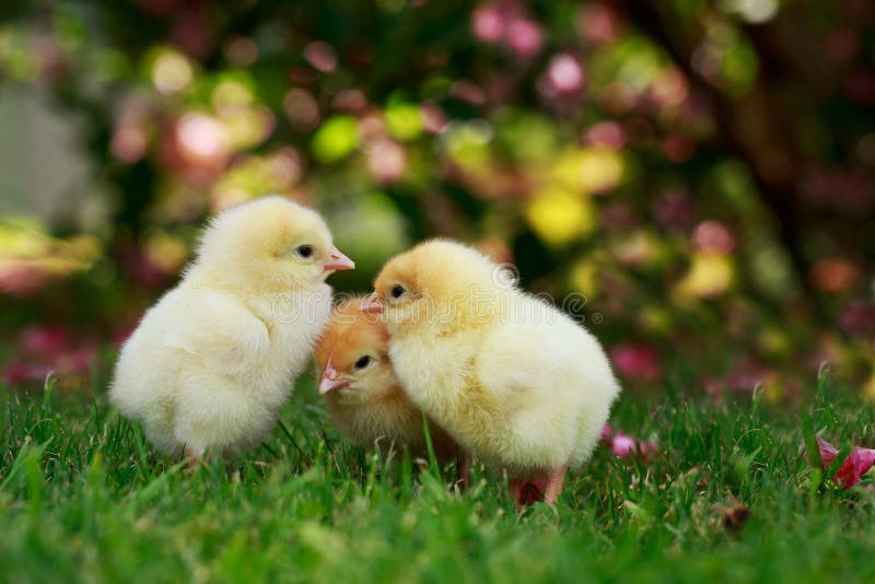 The little chickens stock photo. Image of grow, baby - 101478920