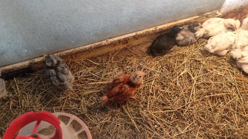 Little Chickens in a Paddock on the Farm Stock Footage - Video of ...