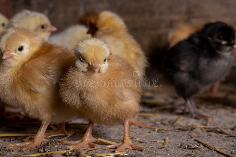 Little Chickens at a Poultry Farm. Stock Photo - Image of little ...