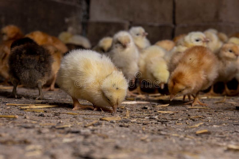 Little Chickens at a Poultry Farm. Stock Image - Image of feed, farming ...