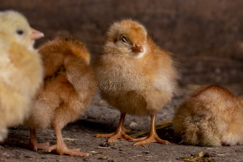 Little Chickens at a Poultry Farm. Stock Photo - Image of production ...