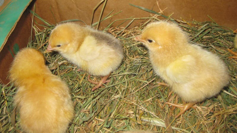 The Little chickens stock photo. Image of fluff, comb - 66610022