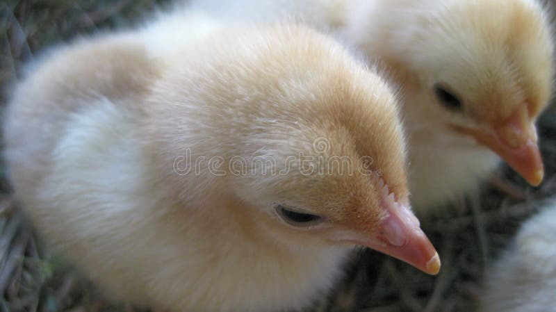 The Little chickens stock image. Image of fowl, chicken - 66610295