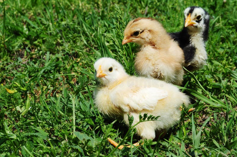 Little chickens stock image. Image of grass, sweet, holiday - 34366343