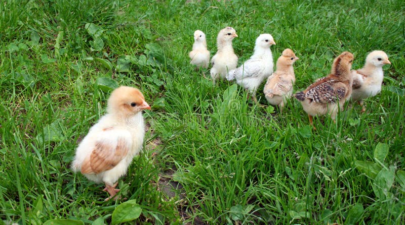 Chicken with chicks stock image. Image of chickens, path - 25952717