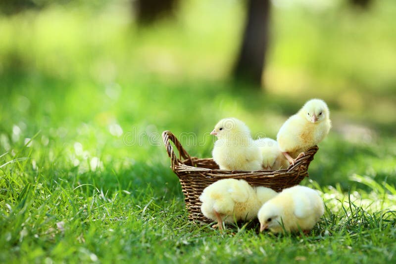 Little chicks stock image. Image of outdoor, chicken - 132017947