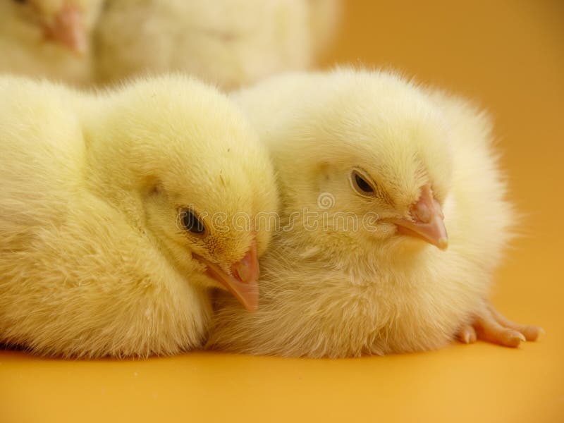 Little chicks close up stock image. Image of cute, chicken - 51148817