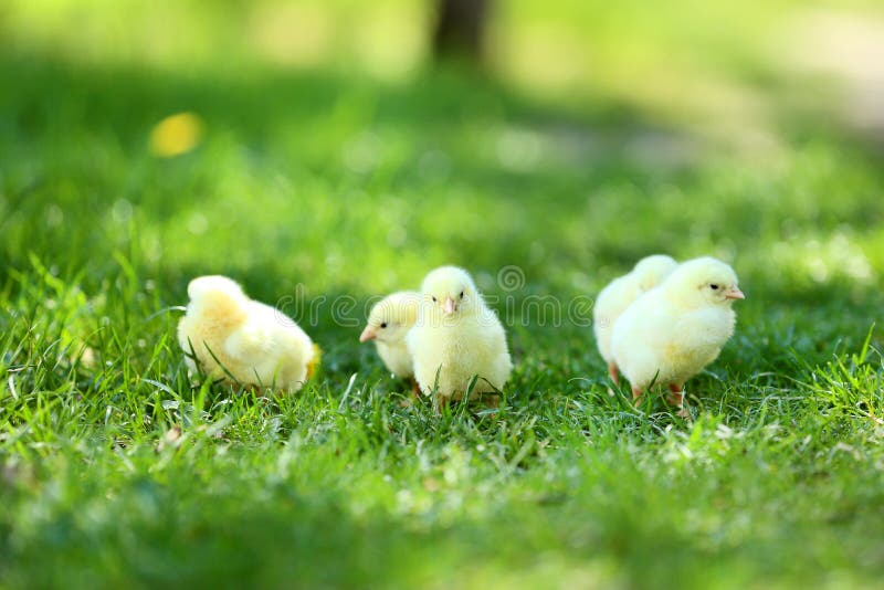 Little chicks stock photo. Image of nature, little, group - 132017860