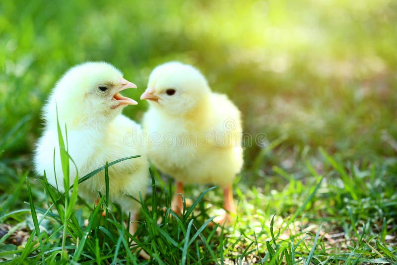 Little chicks stock photo. Image of adorable, park, farm - 132017868