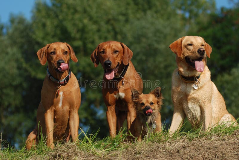 984 Rhodesian Ridgebacks Stock Photos - Free & Royalty-Free Stock ...