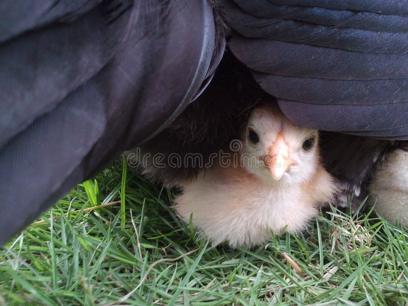 Little chiken stock image. Image of little, chiken - 265298319
