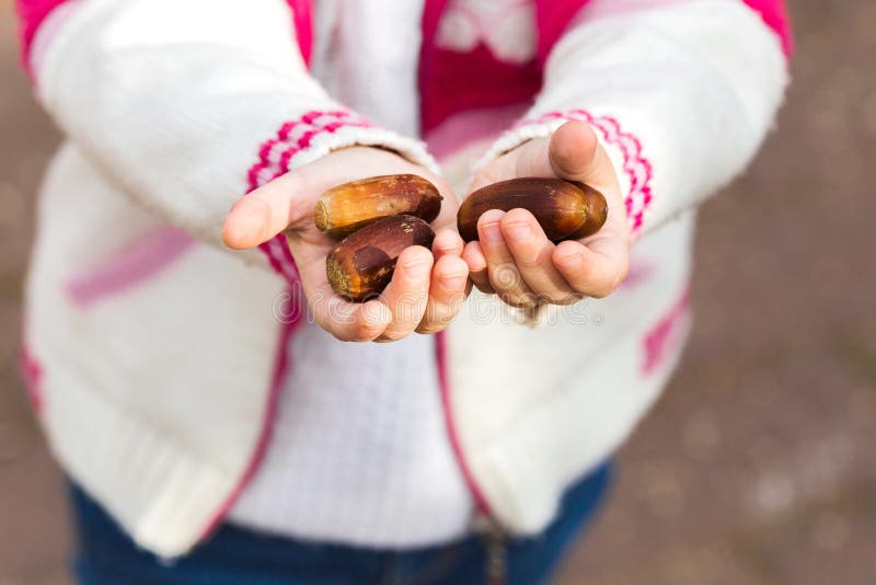 Acorns stock image. Image of view, child, hand, little - 107714839