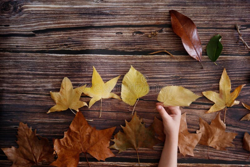 Little Child Playing with Yellow Fall Leaves Stock Photo - Image of ...