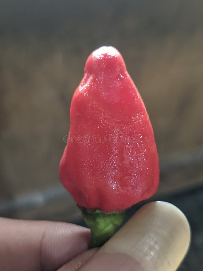 A little chili stock photo. Image of chil, little, chili - 225055640