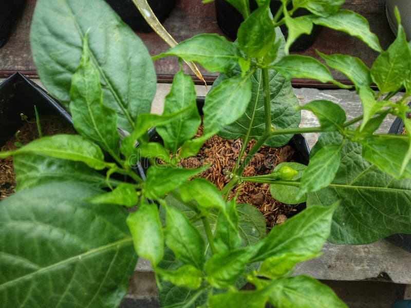 Little Chilli Shoot from Above Stock Image - Image of food, little ...