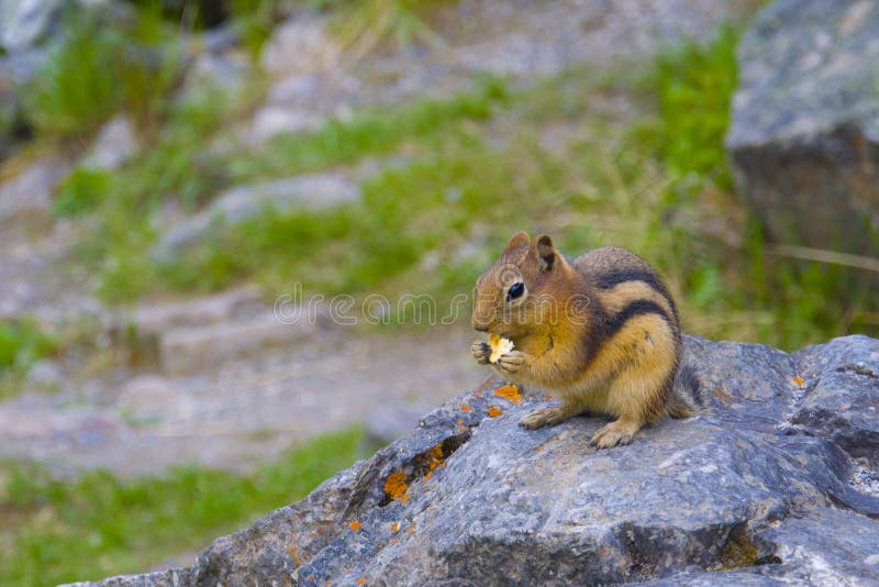 Little chipmunk stock image. Image of animal, rock, small - 14944445