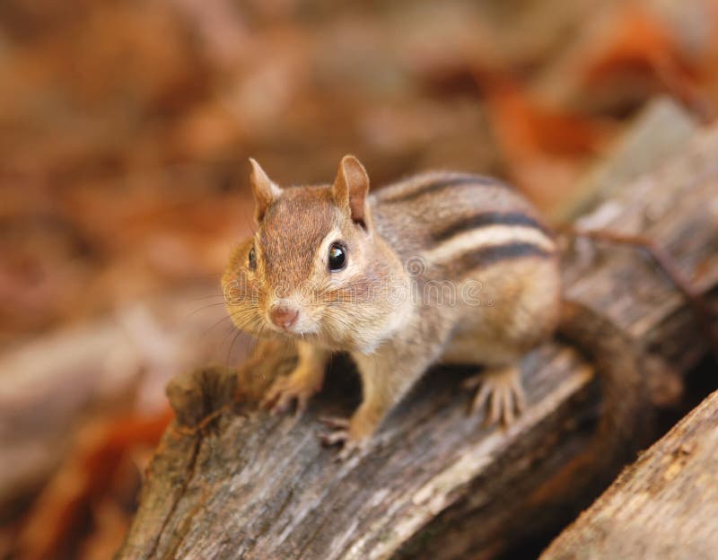 A Little Chipmunk with a Face Full of Food Stock Photo - Image of ...